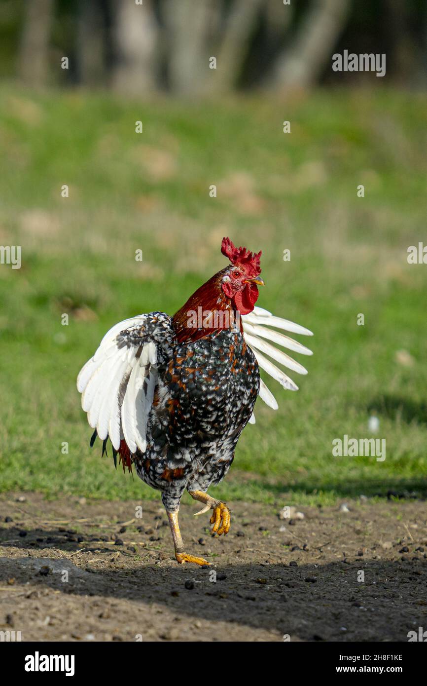 Rooster flapping wings hi-res stock photography and images - Alamy