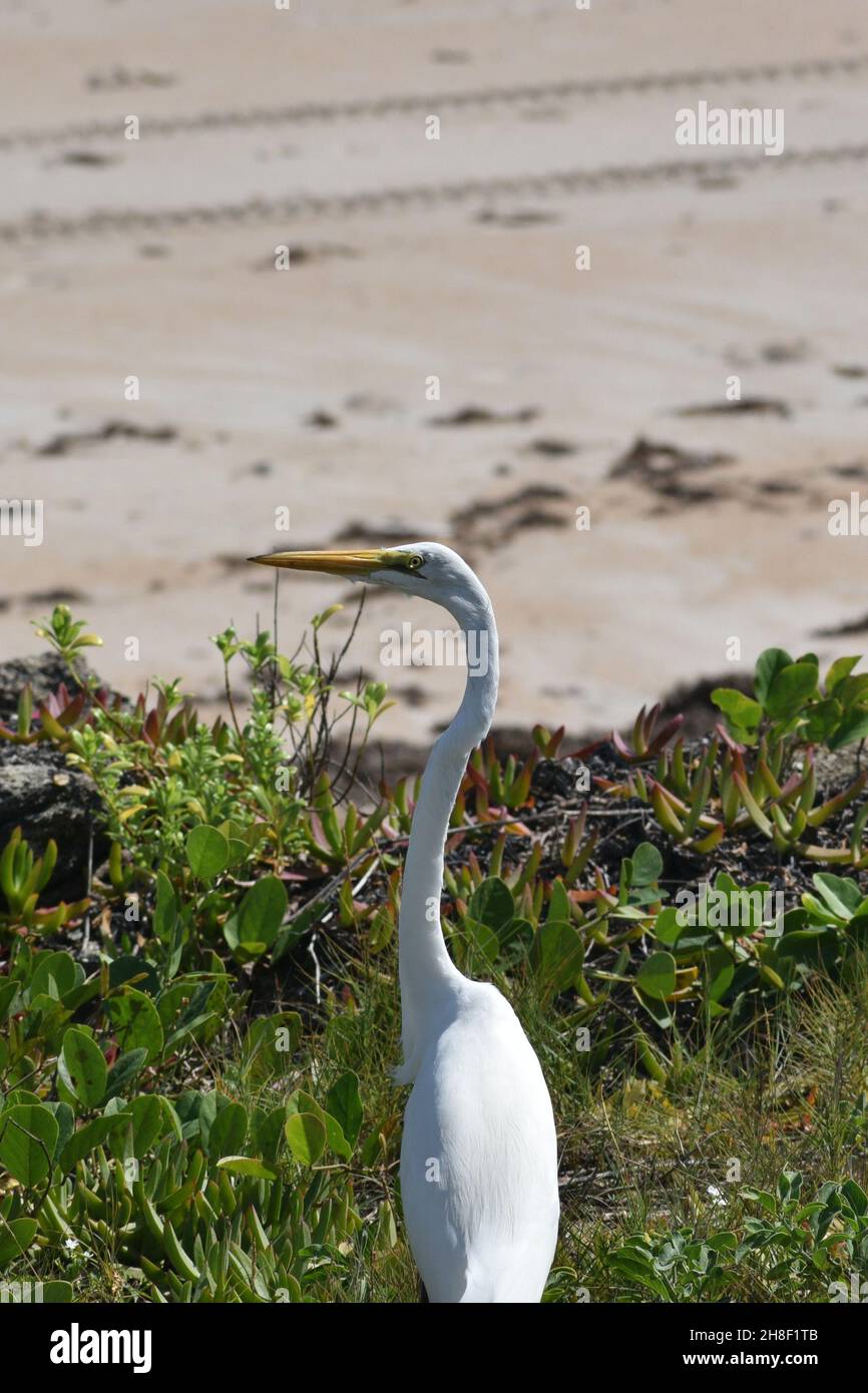 A Great Egret stretches its long neck Stock Photo - Alamy