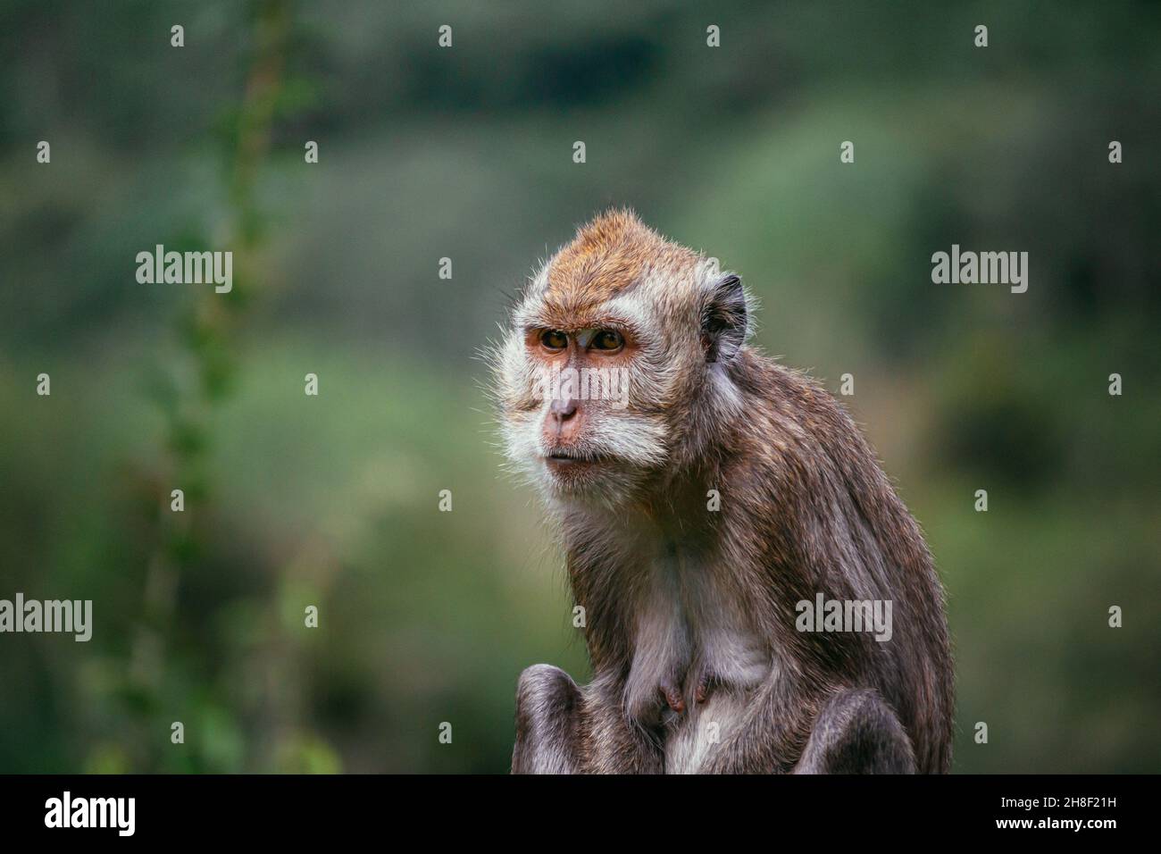 Monkey from Indonesia, located in Yogyakarta. It's species Macaca ...