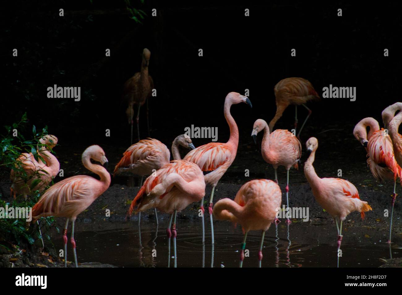 Flock of pink flamingos standing in the water at night - wildlife Stock ...