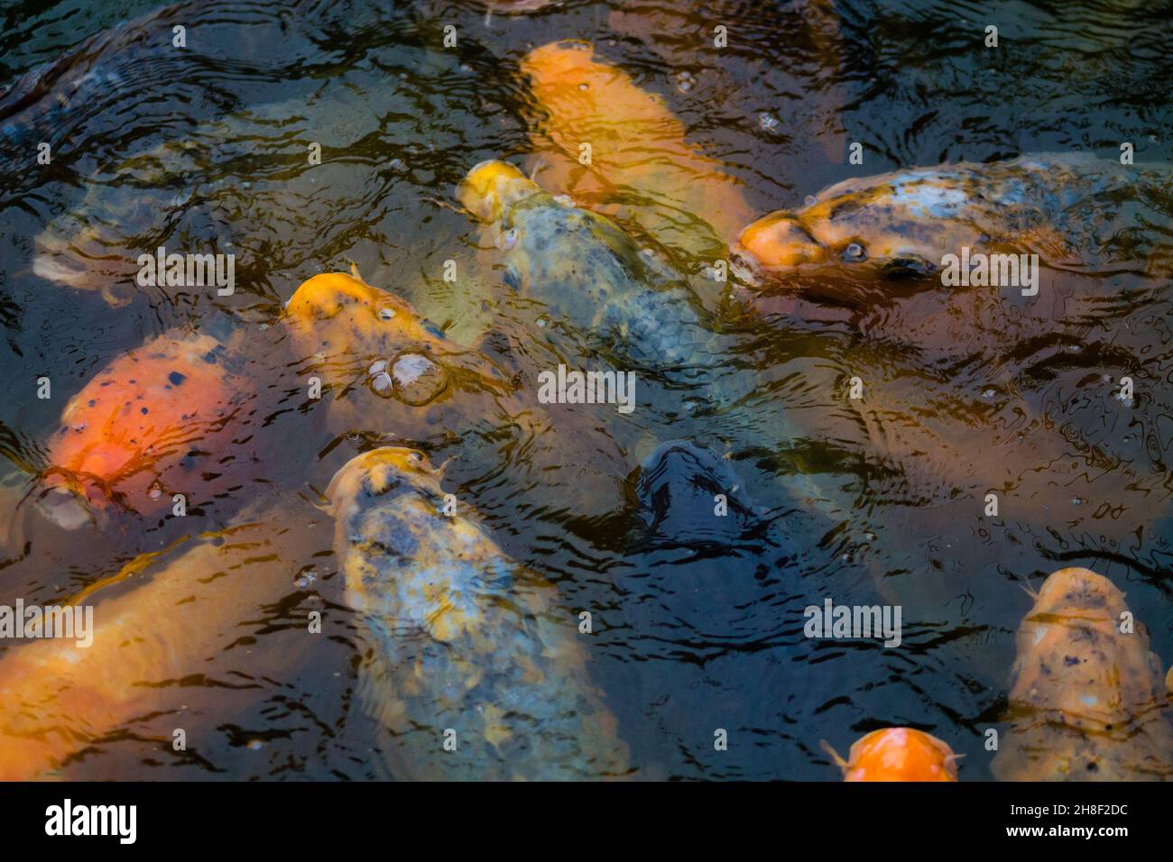 Closeup of a shoal of colorful fish gathered together in the dark water ...