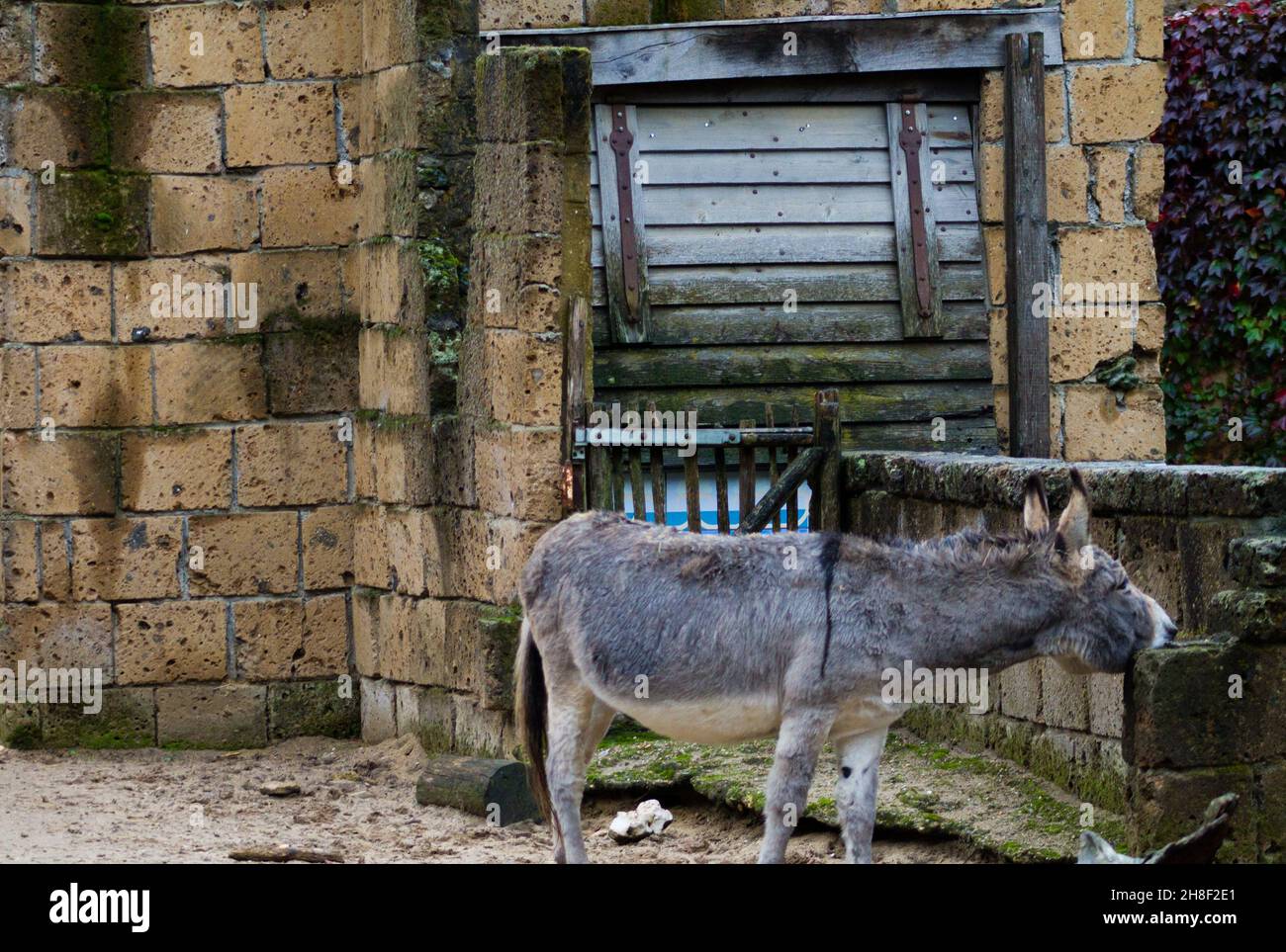 Donkey in its environment hi-res stock photography and images - Alamy