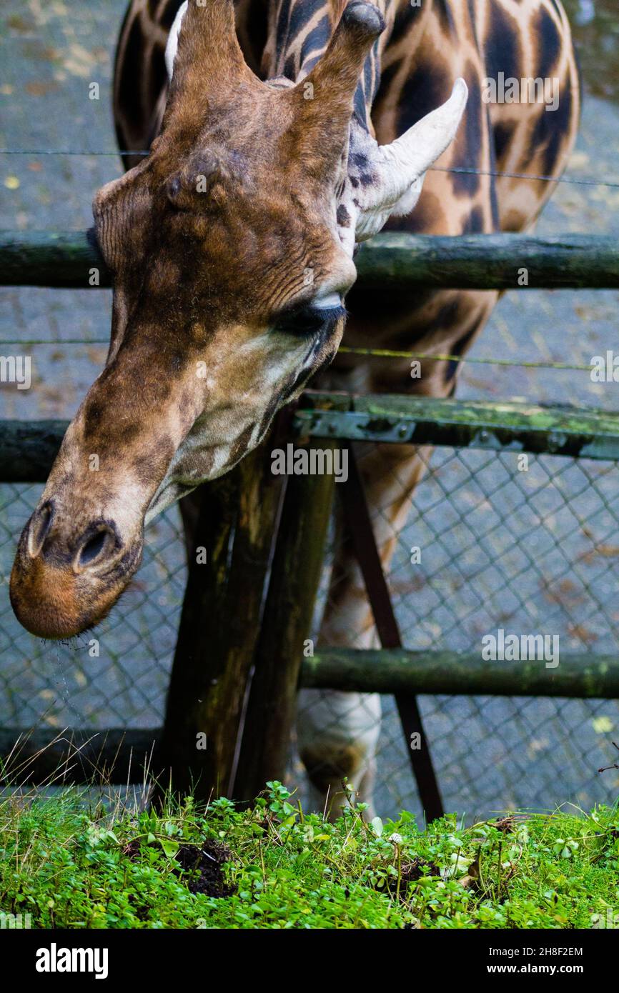 Vertical portrait of an adorable giraffe putting its head on the fence ...