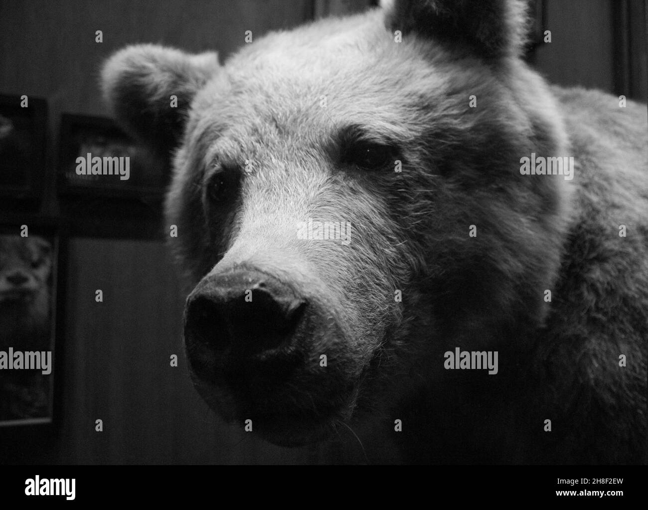 Grayscale portrait of an adorable bear in the zoo - wildlife Stock ...