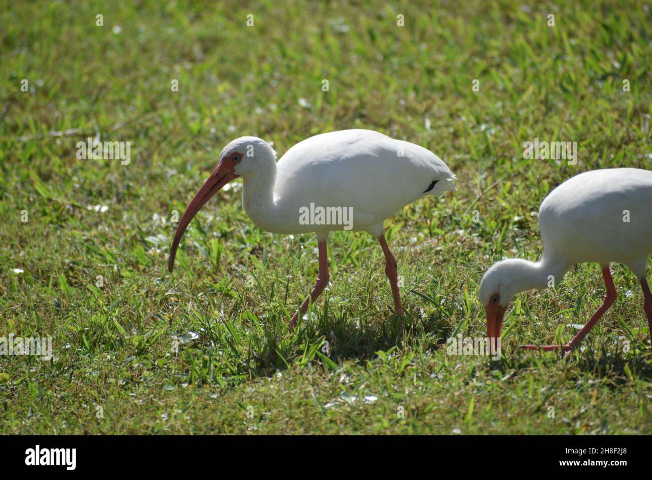 Close-up of White Ibis with blue eye Stock Photo - Alamy