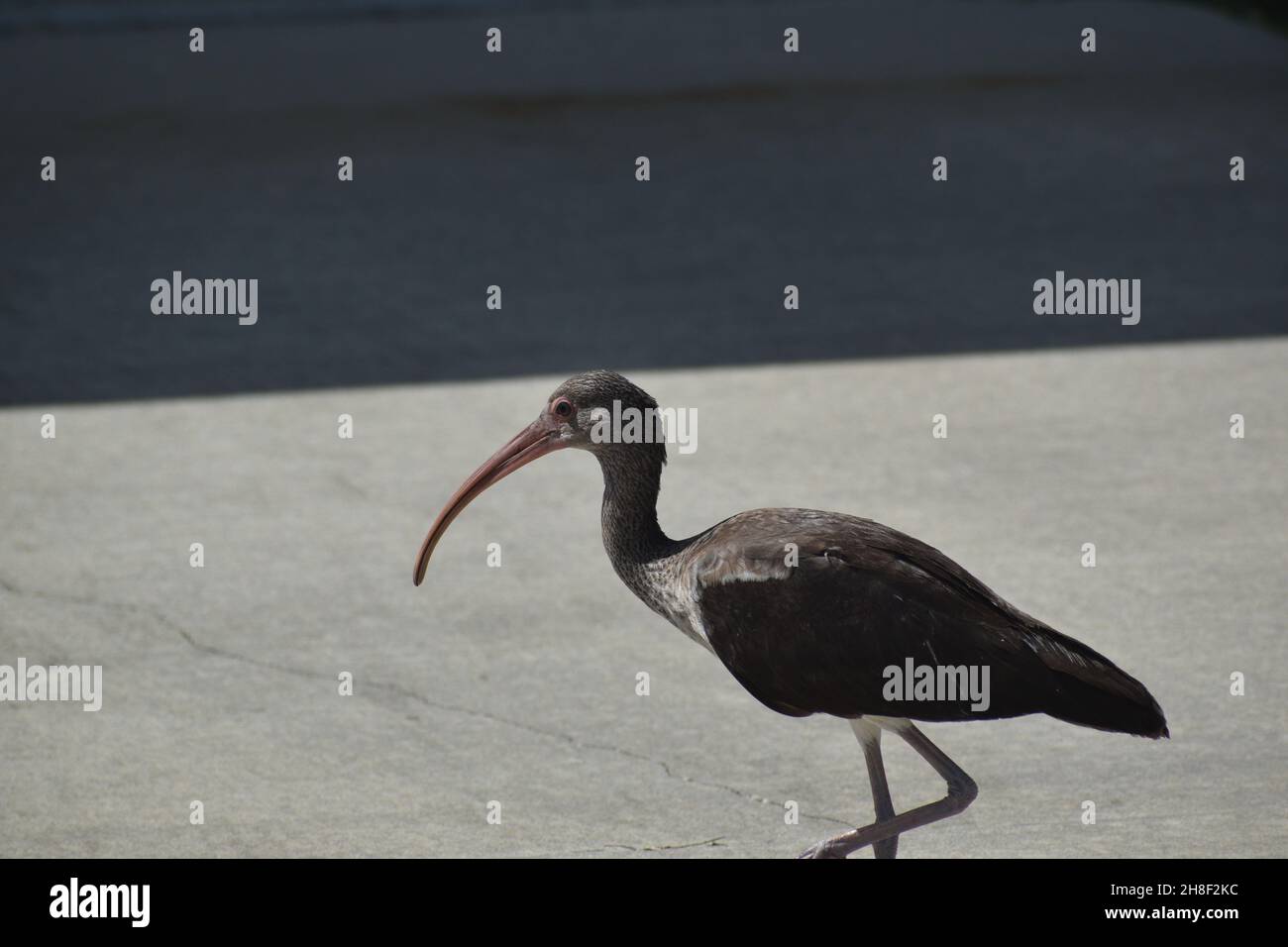 A Glossy Ibis poses for its portrait Stock Photo - Alamy