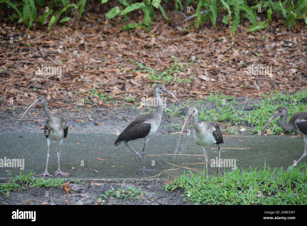 A group of Ibis stand on the sidewalk Stock Photo - Alamy