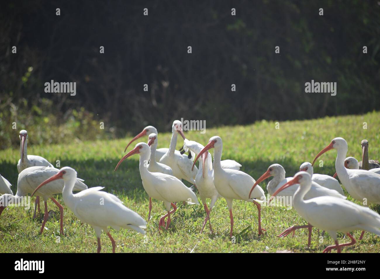 White ibis food hi-res stock photography and images - Alamy