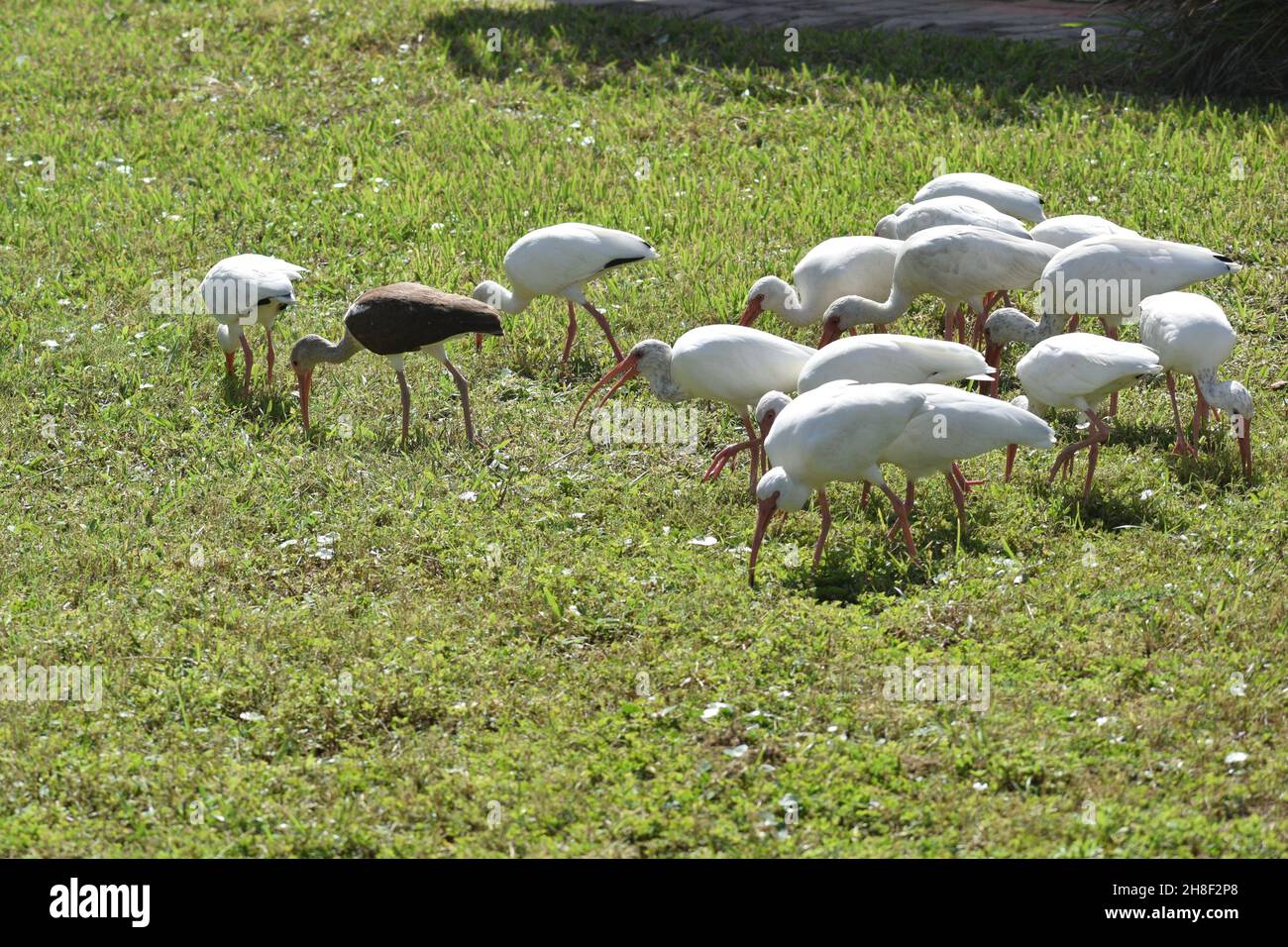 Flock of Ibis pecking a green lawn Stock Photo - Alamy