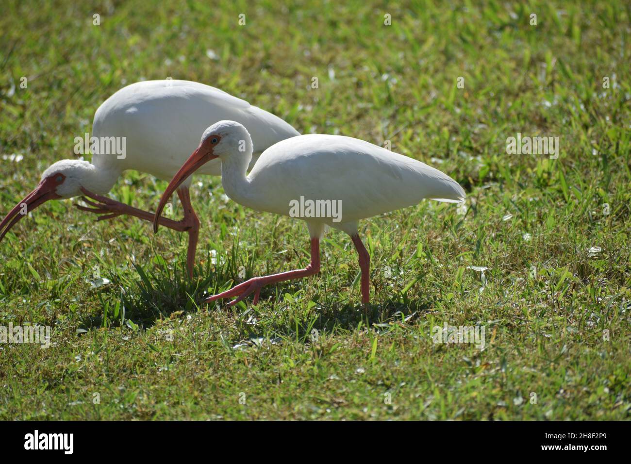 Two White Ibis show off their strange feet Stock Photo - Alamy