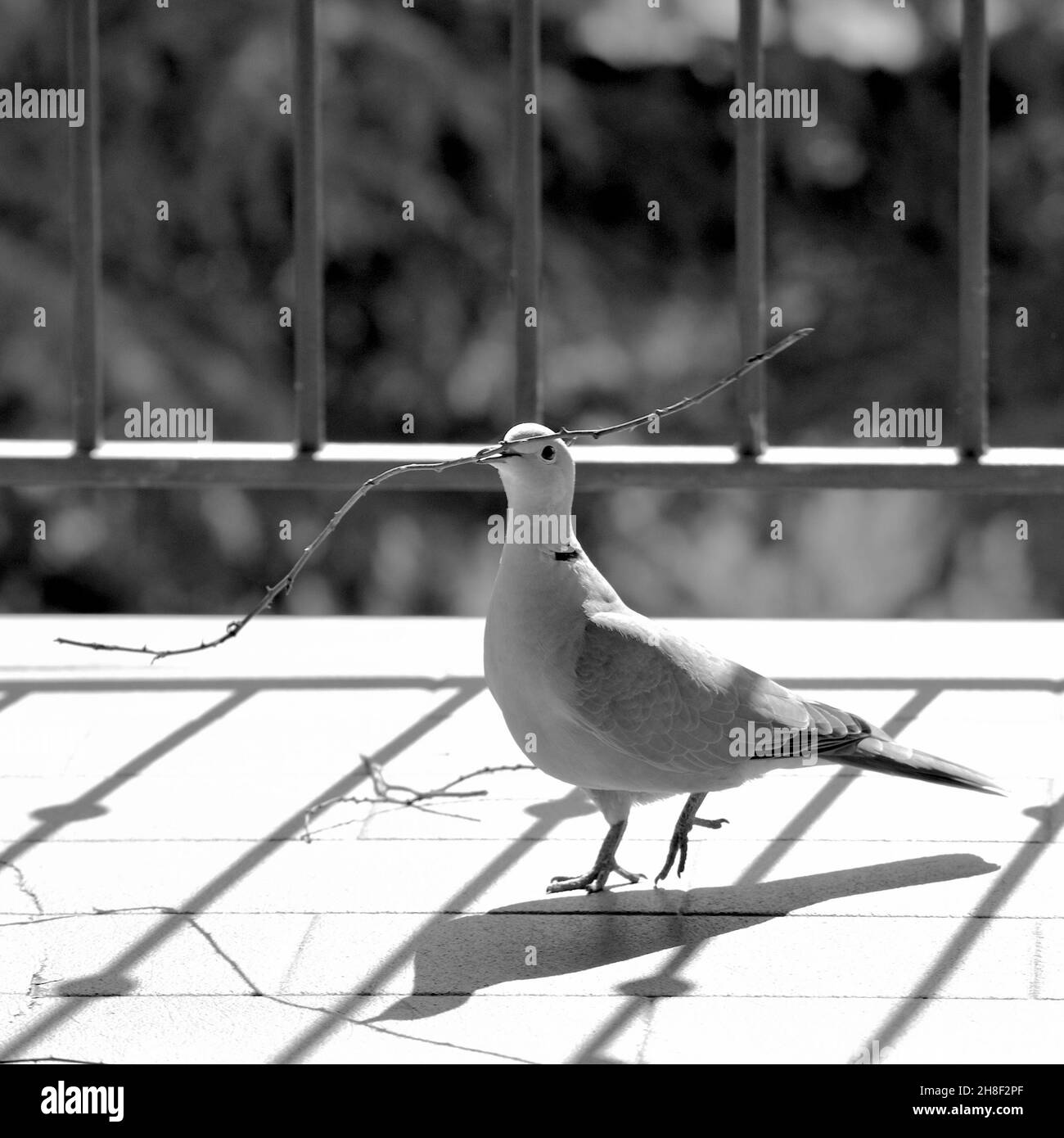 Grayscale shot of a pigeon perched on the ground Stock Photo - Alamy