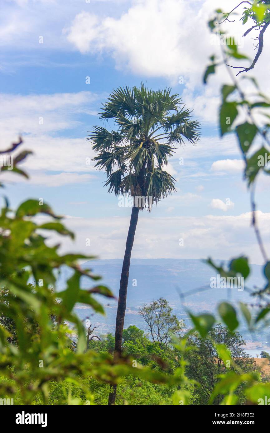 Vertical shot of a coconut tree standing alone. Karla, Maharashtra ...