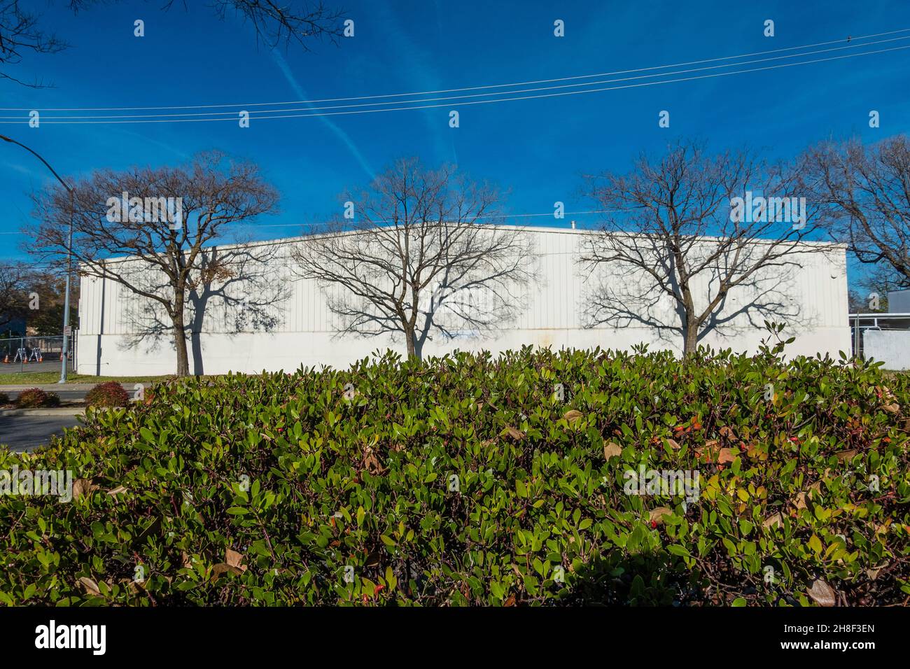 Three leaf-less trees crerate a graphic scene Stock Photo - Alamy