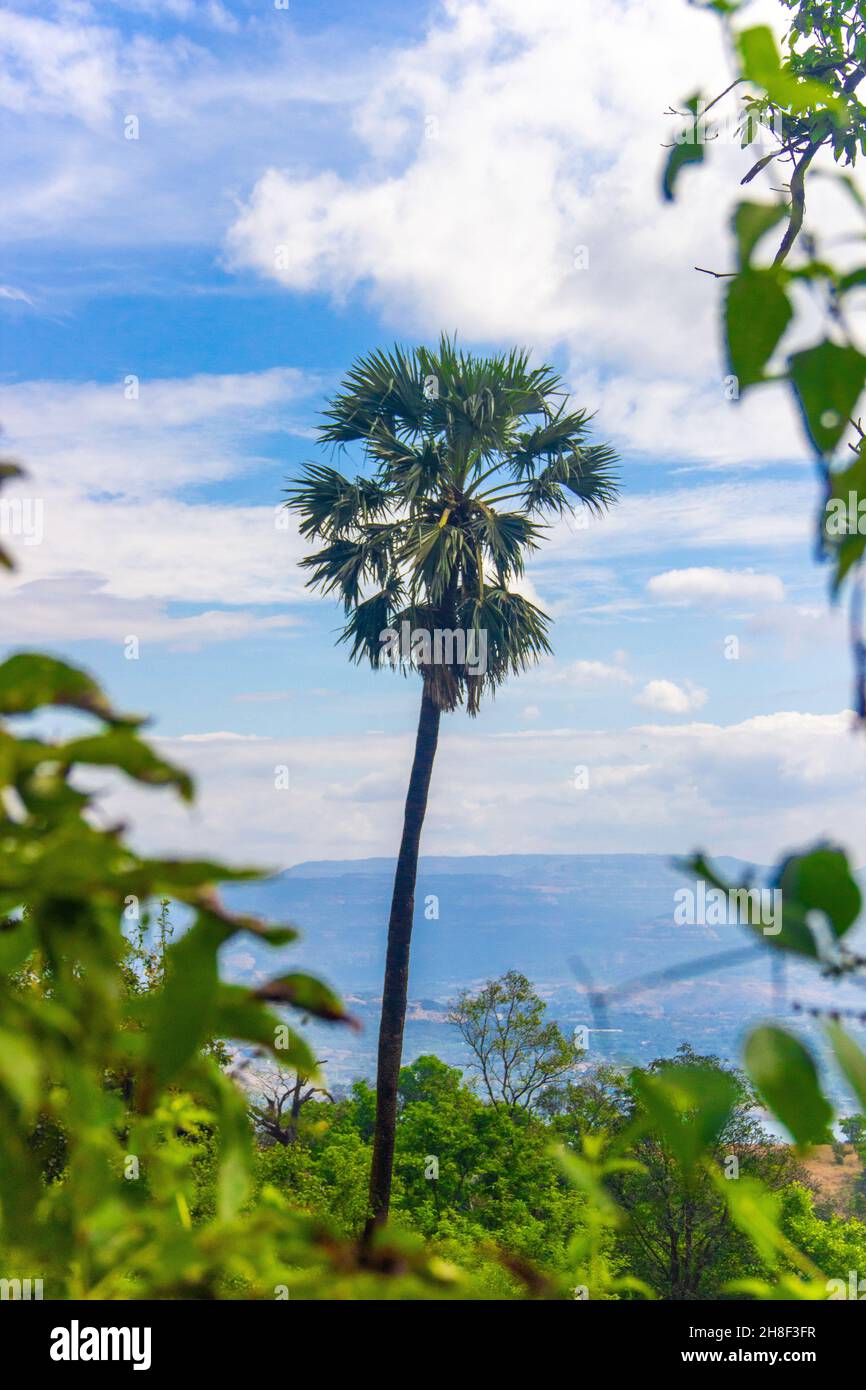 Vertical shot of a coconut tree standing alone. Karla, Maharashtra ...
