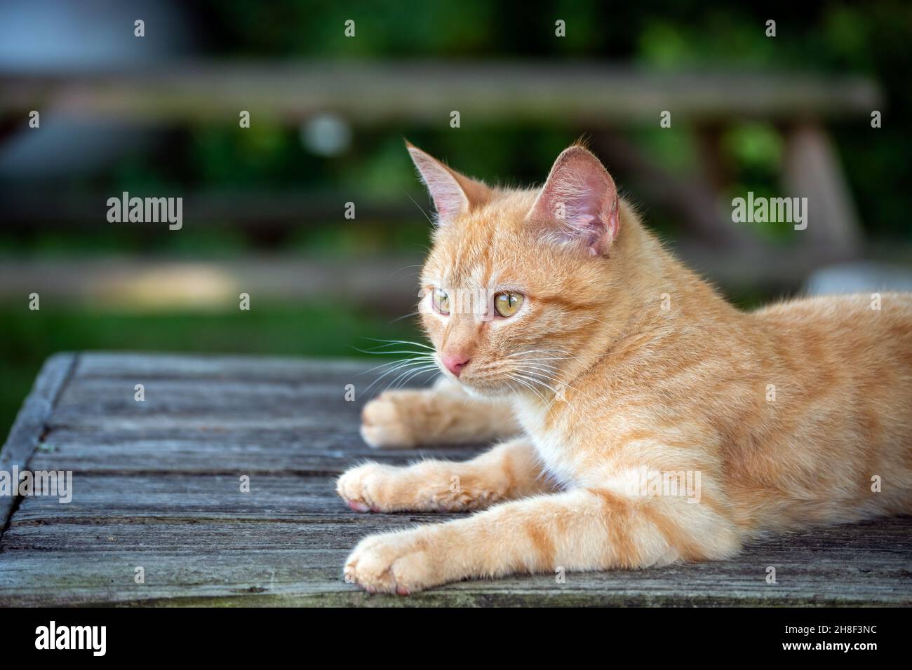 Resting but alert, this pretty orange tabby cat is keenly aware of his ...