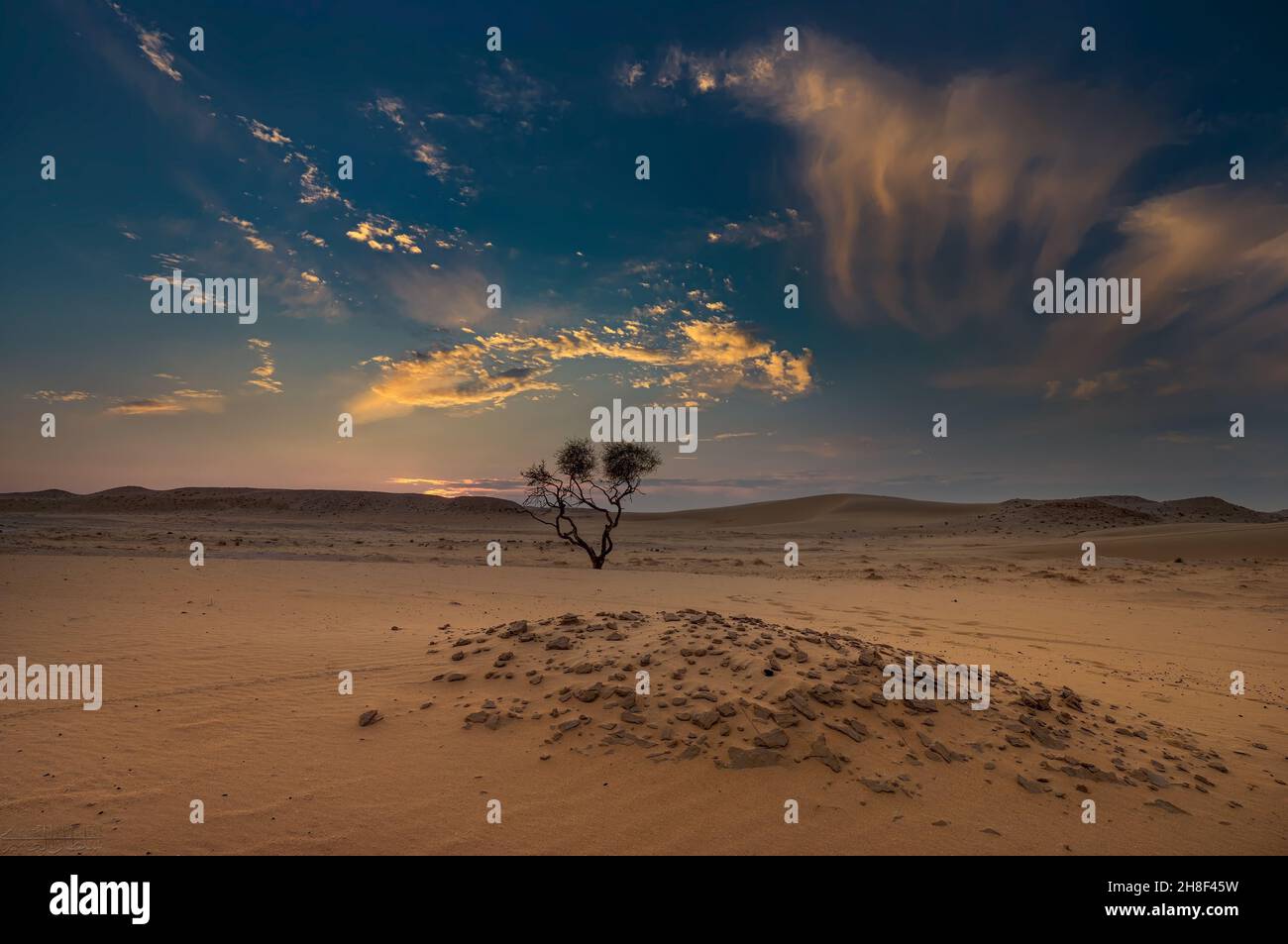 Qatar desert tree hi-res stock photography and images - Alamy