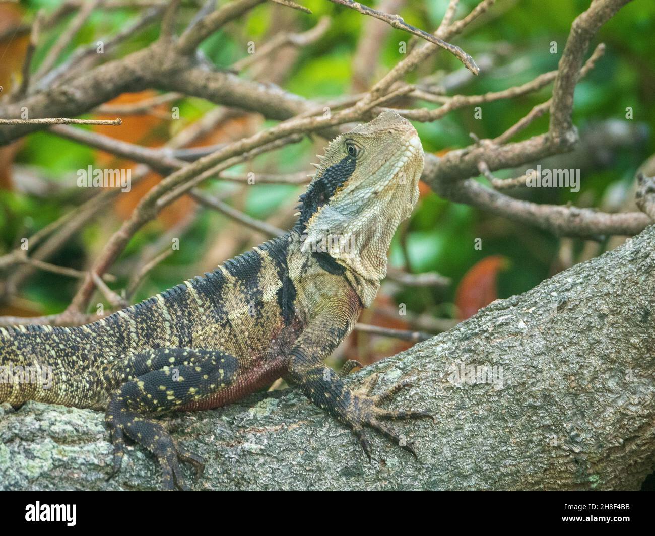 Male eastern water dragon photo hi-res stock photography and images - Alamy
