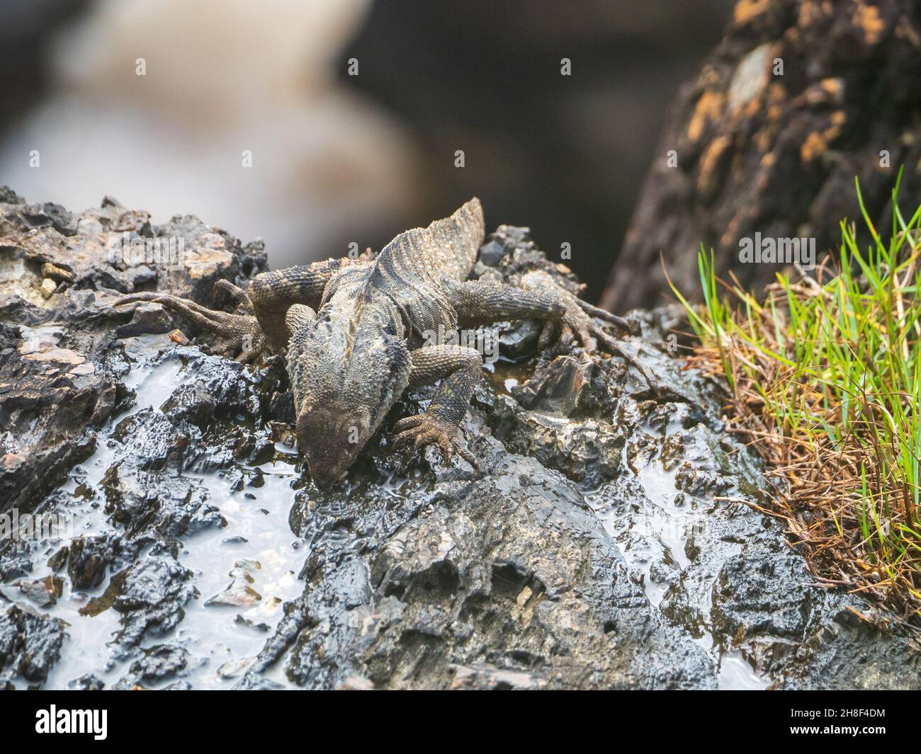 Flat out like a lizard drinking hi-res stock photography and images - Alamy