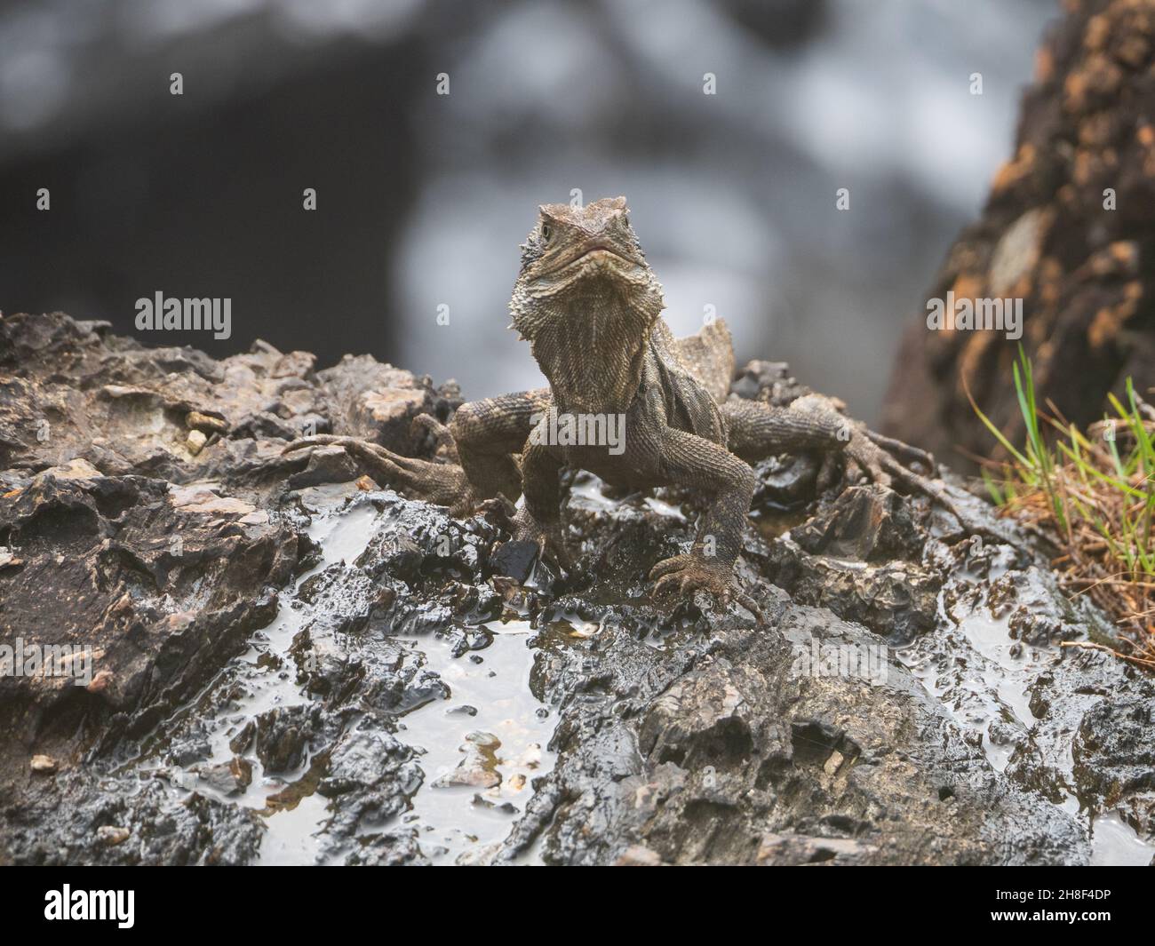 Lizard on rocks, running up to take a drink from some water, Eastern ...
