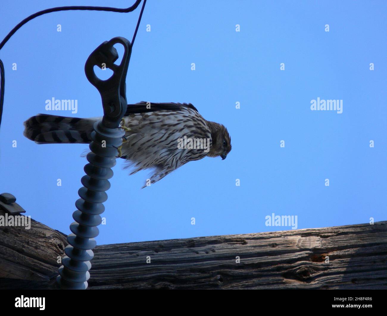 Cooper's Hawk feathers blowing in wind Stock Photo - Alamy