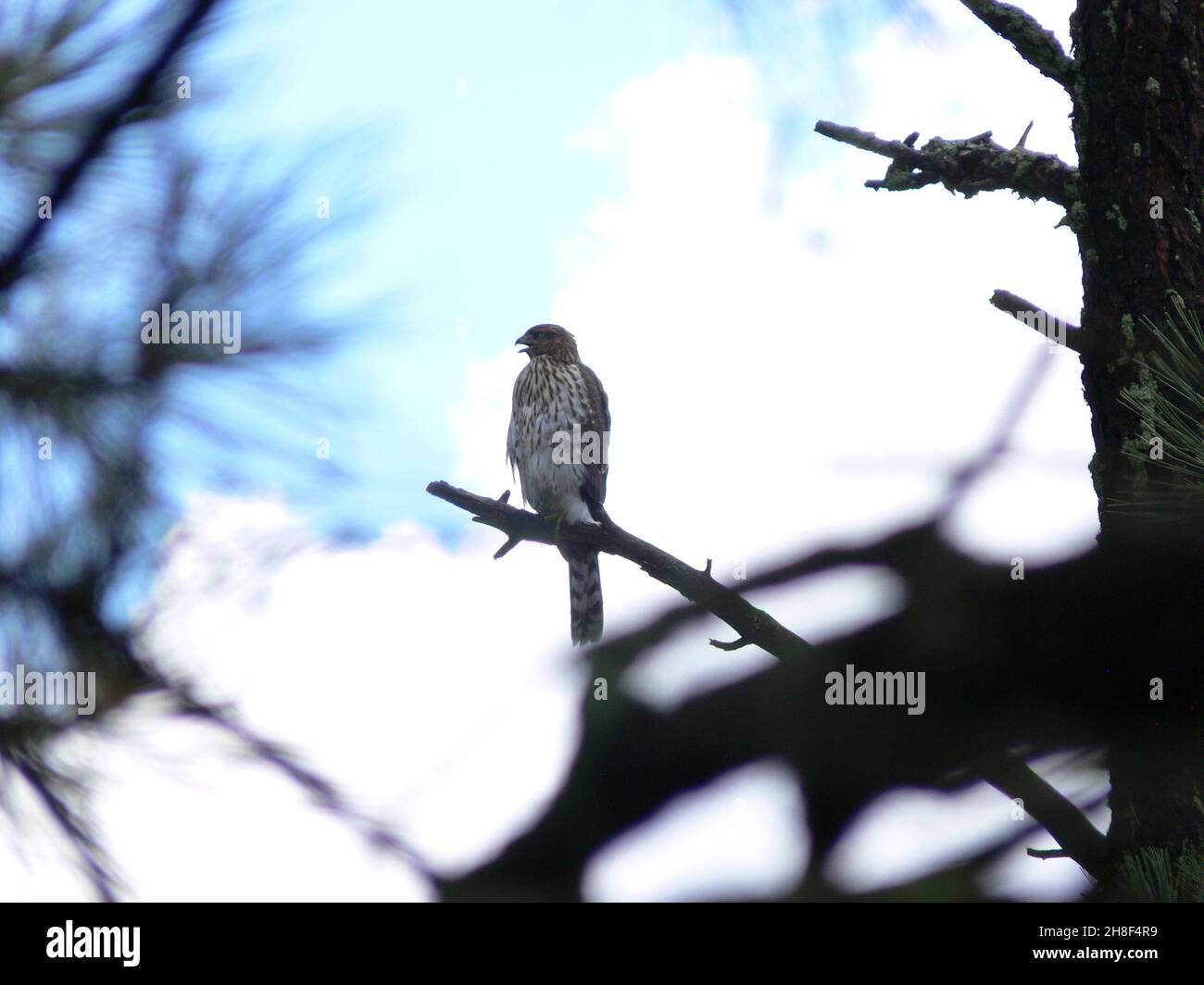Cooper's Hawk screeches Stock Photo - Alamy