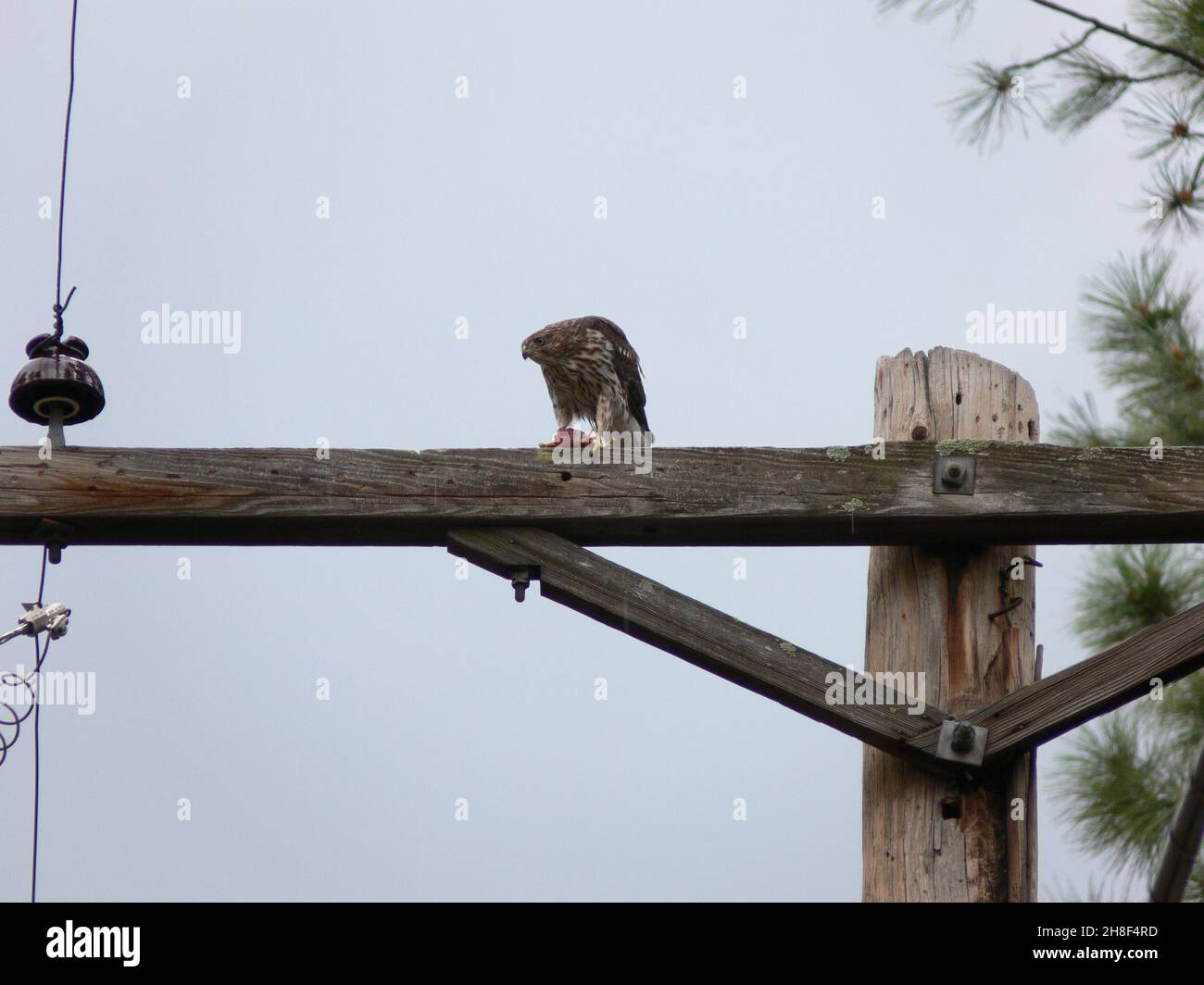 Cooper's Hawk on utility pole eating rabbit in wildland-urban setting ...