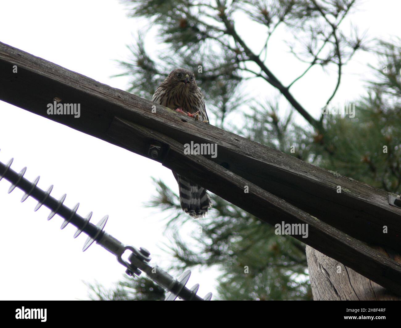 Cooper's Hawk in wildland-urban setting eating rabbit Stock Photo - Alamy
