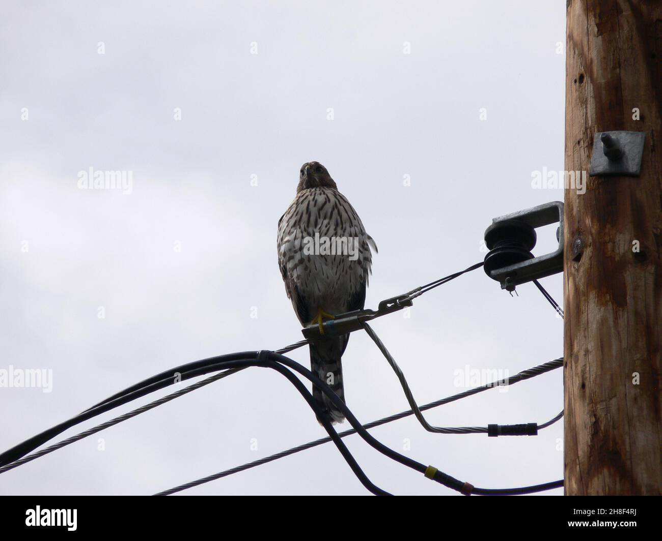 Cooper's Hawk looking straight ahead on electrical wire in wildland ...
