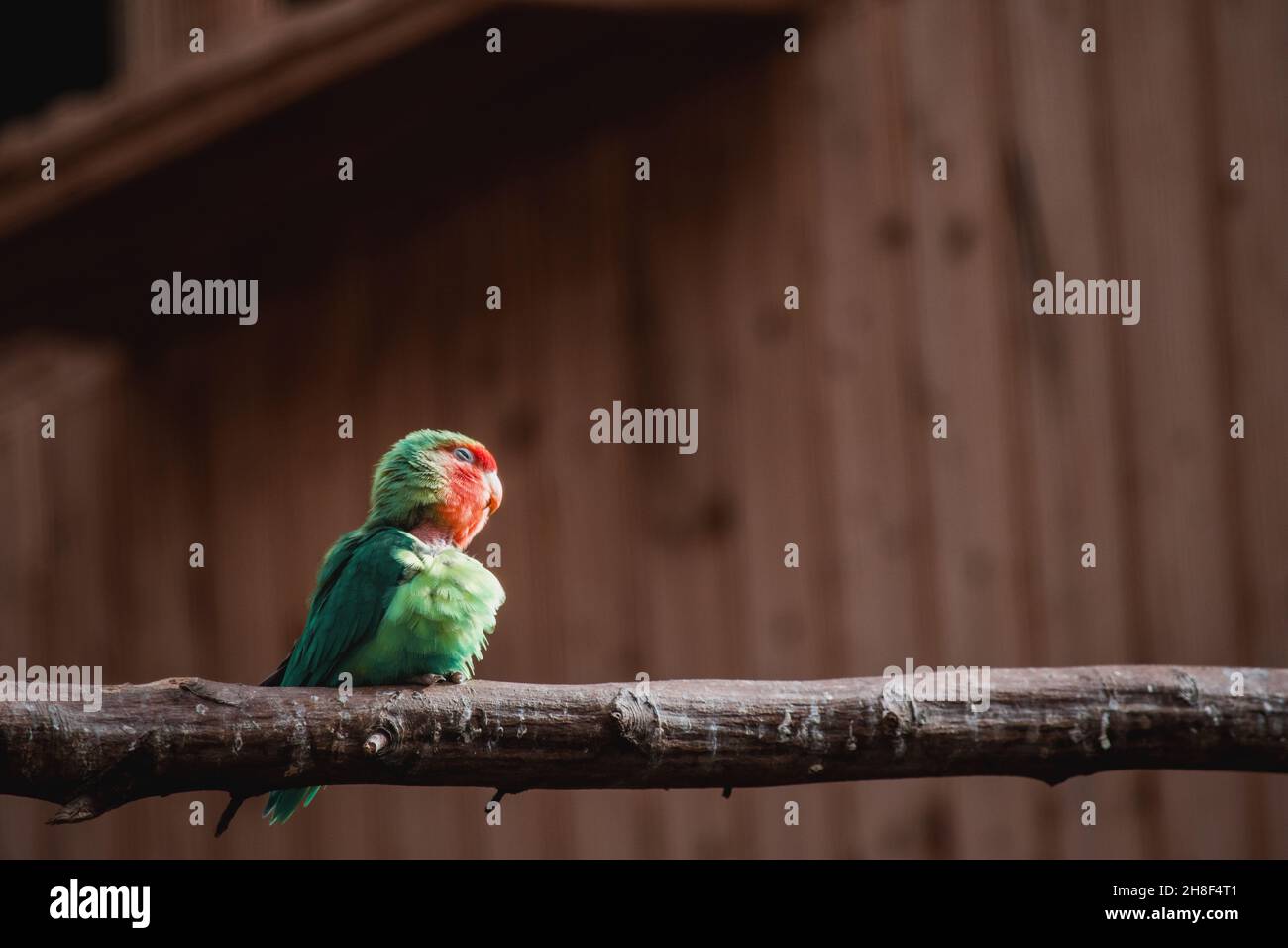 Parrot on a stick hi-res stock photography and images - Alamy