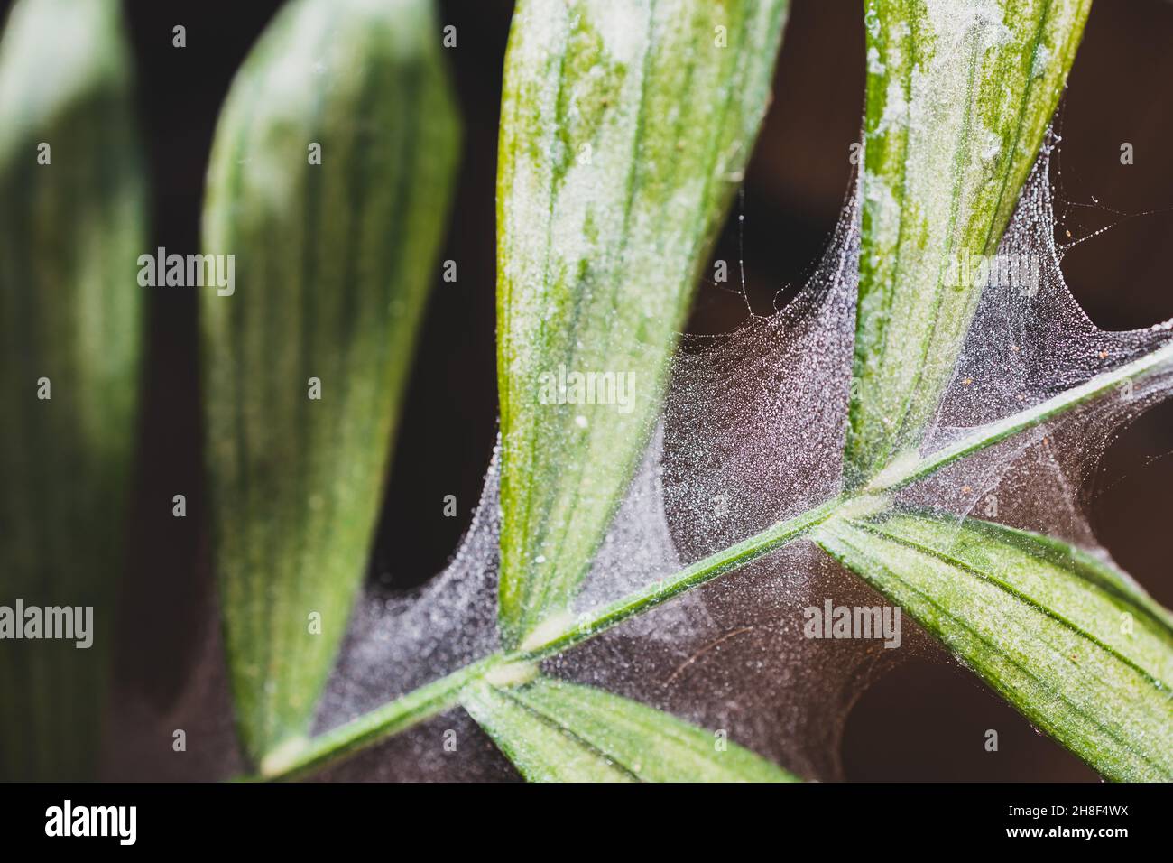 close-up of tropical plant with spider mites and webs coverint its ...