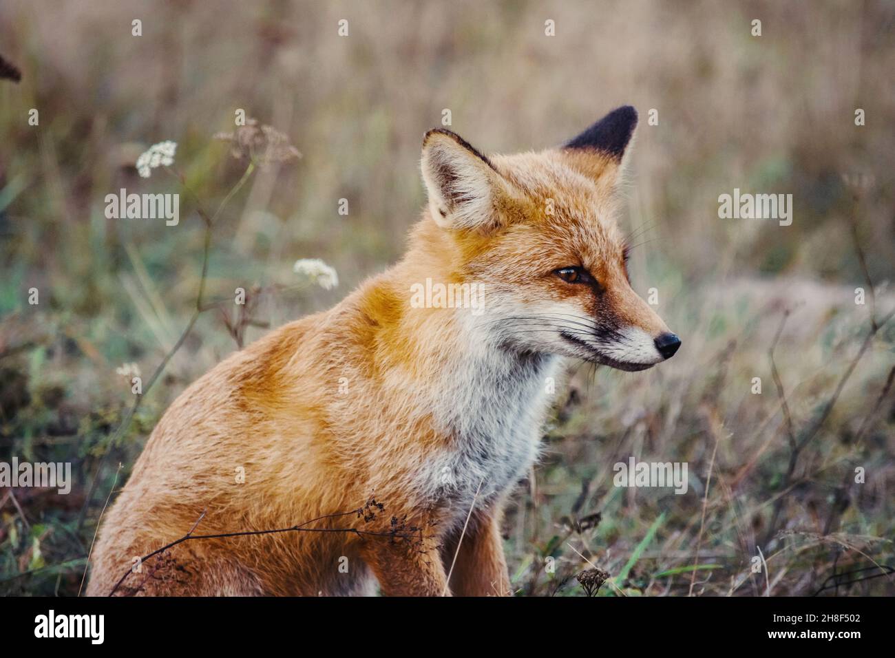 View of a beautiful furry fox in the forest Stock Photo - Alamy