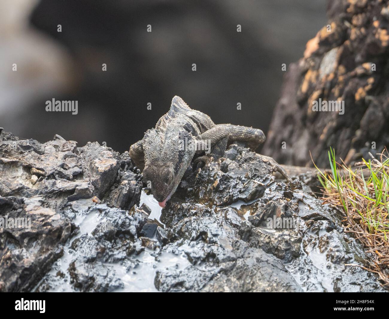 Flat out like a lizard drinking hi-res stock photography and images - Alamy