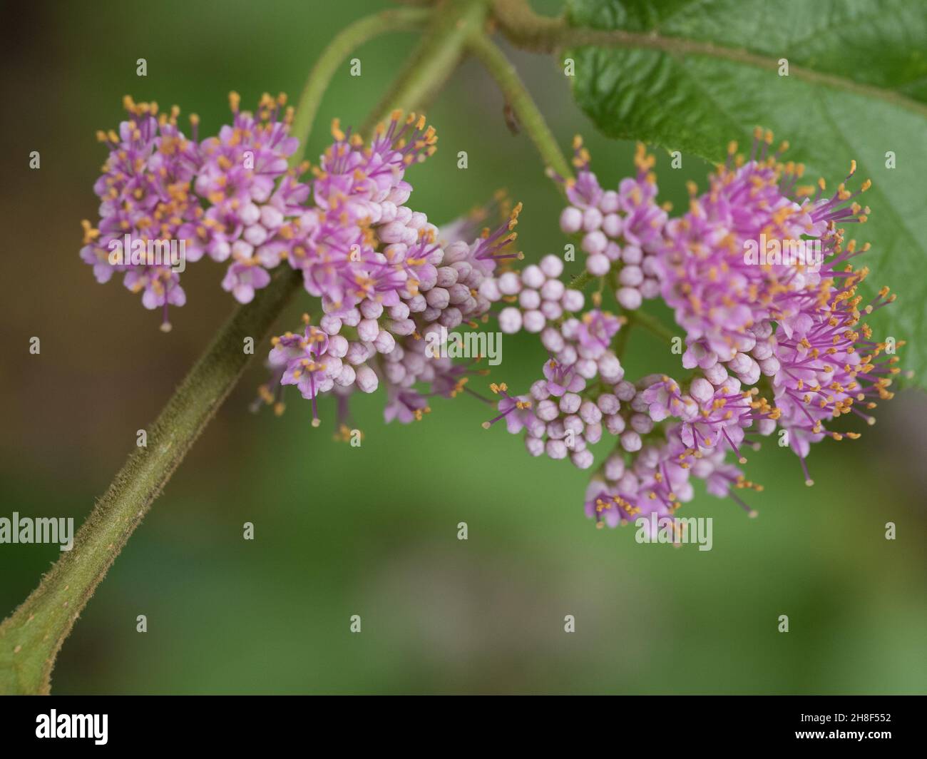 Tiny pink flowers, buds opening, yellow pollen covered purple stamens ...