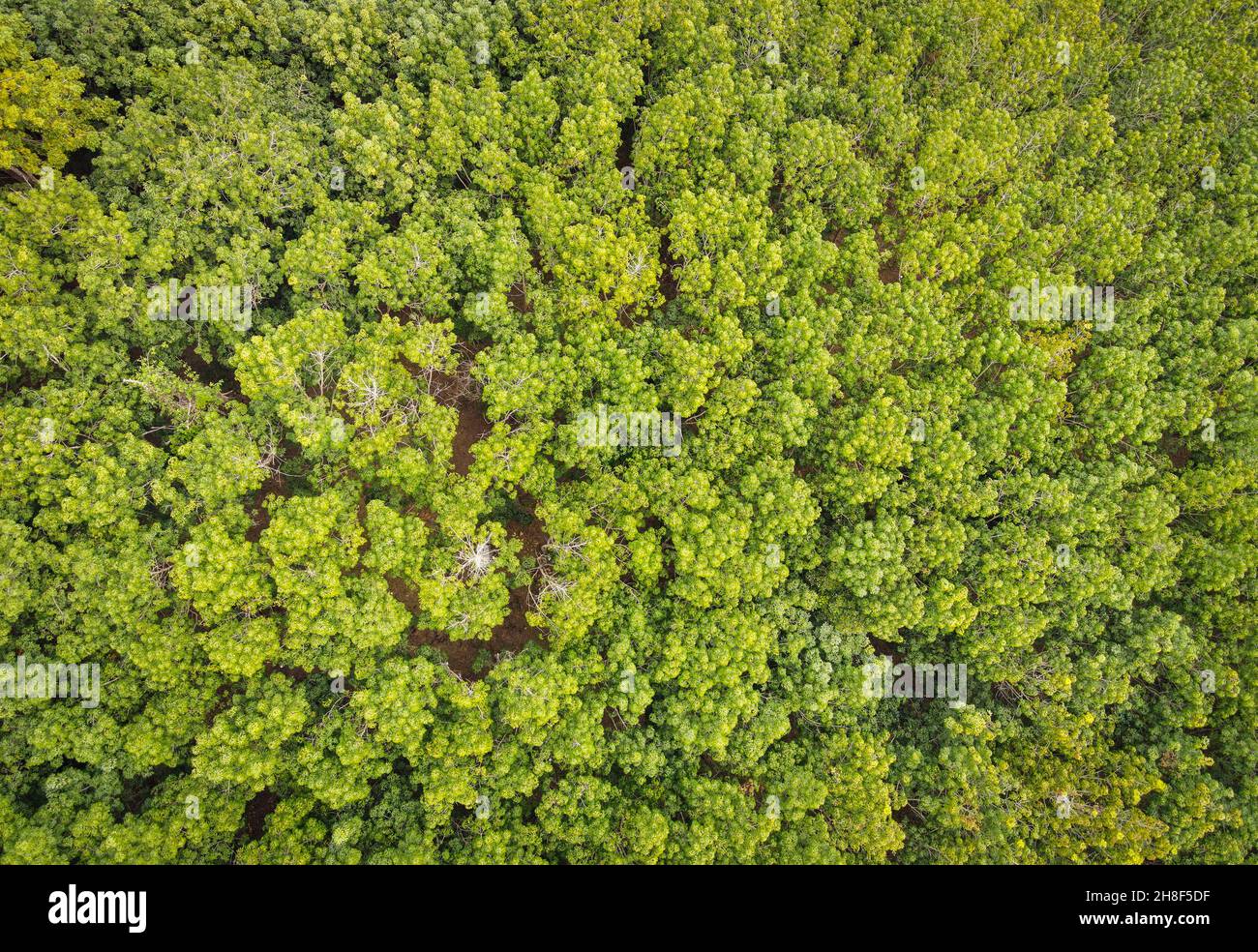 Aerial view forest tree environment forest nature background, Texture of green tree top view ...