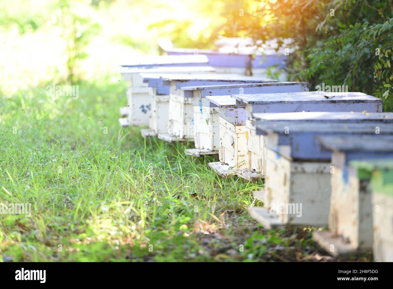 Bee apiary bee hive for harvesting honey, Beekeeper beehive with bees ...