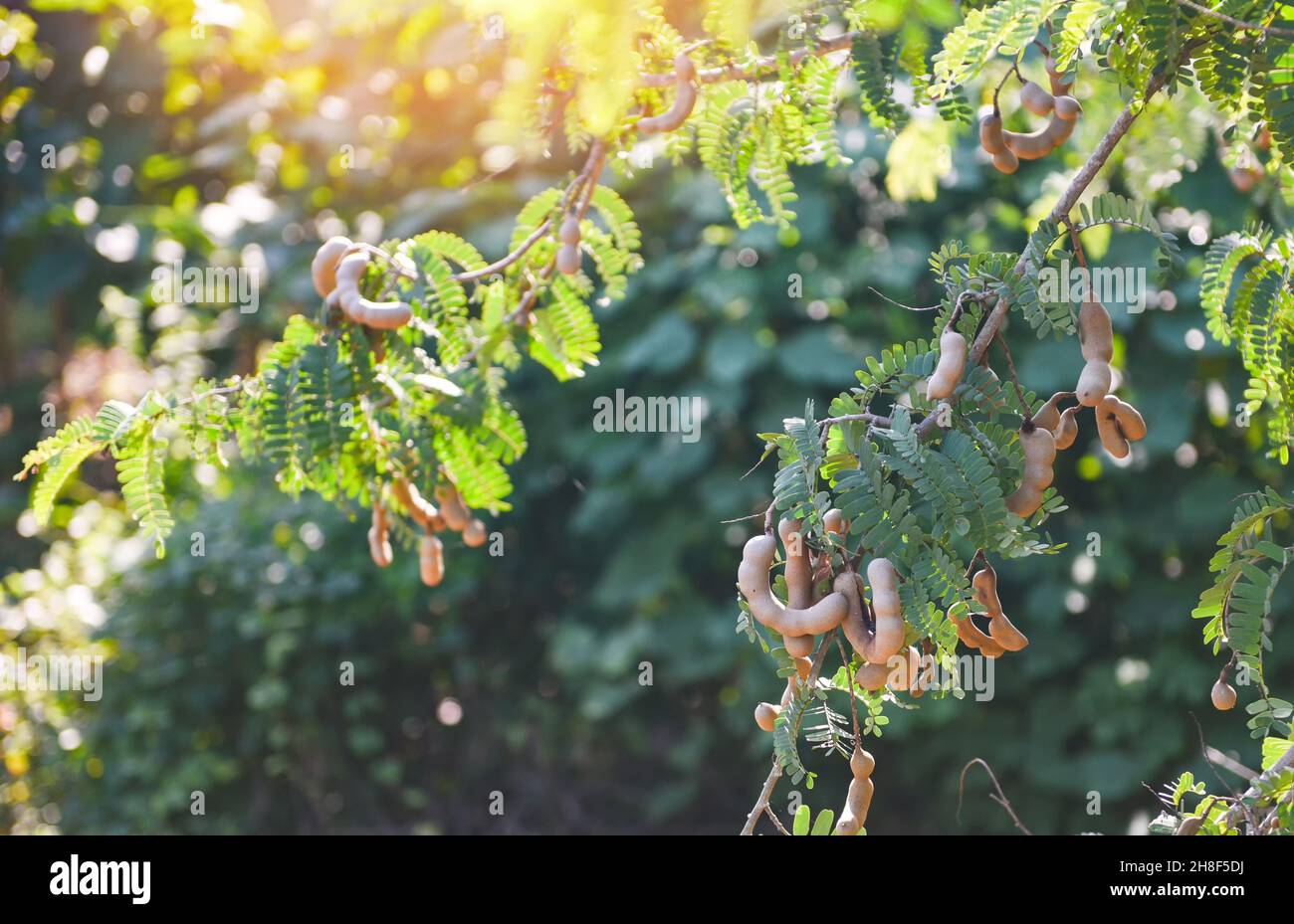 Tamarind tree, ripe tamarind fruit on tree with leaves in summer ...