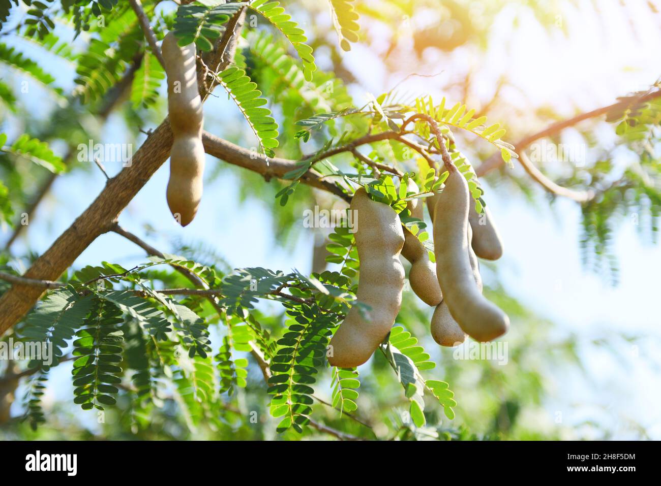 Tamarind tree, ripe tamarind fruit on tree with leaves in summer ...