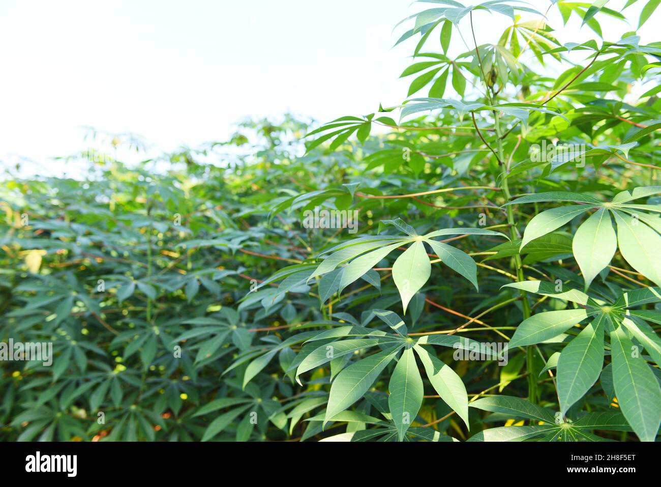 Cassava leaves crops in green, tropical tree plant cassava plantation ...