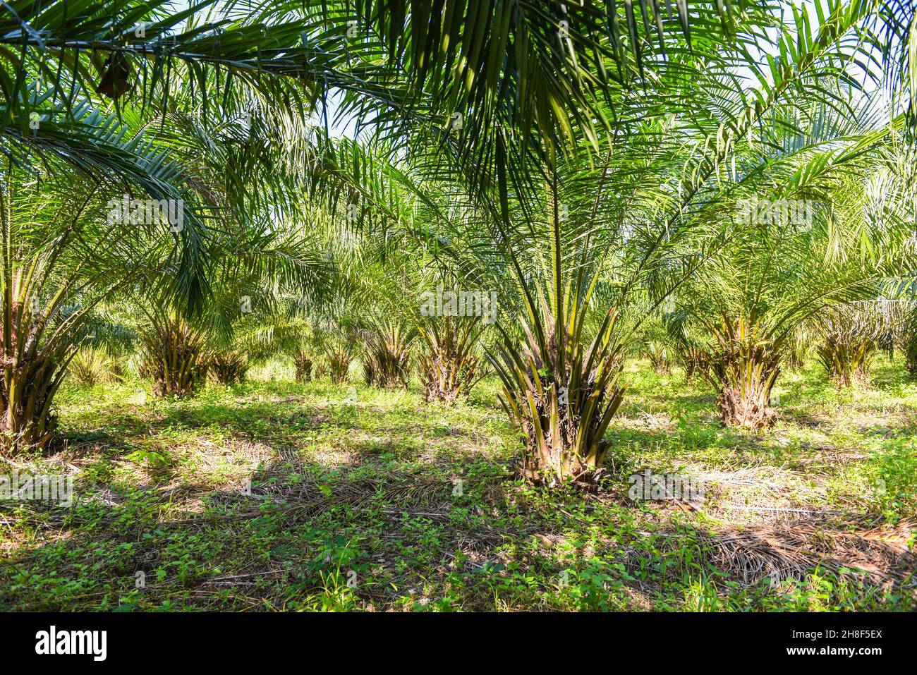 Tropical tree plant palm tree fields nature agricultural farm palm ...