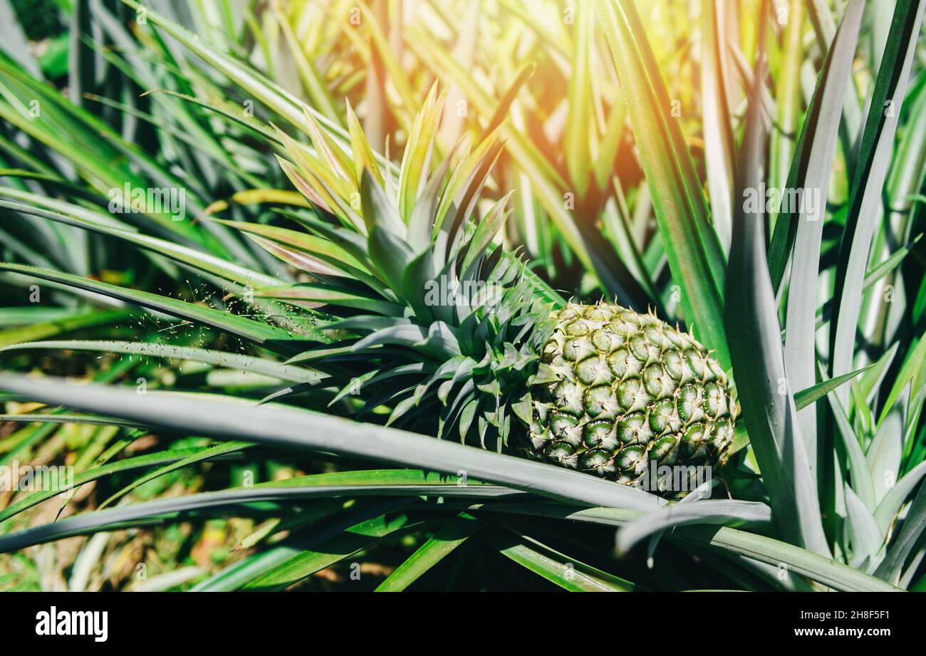 Pineapple plantation tropical fruit growing in a farm agriculture ...