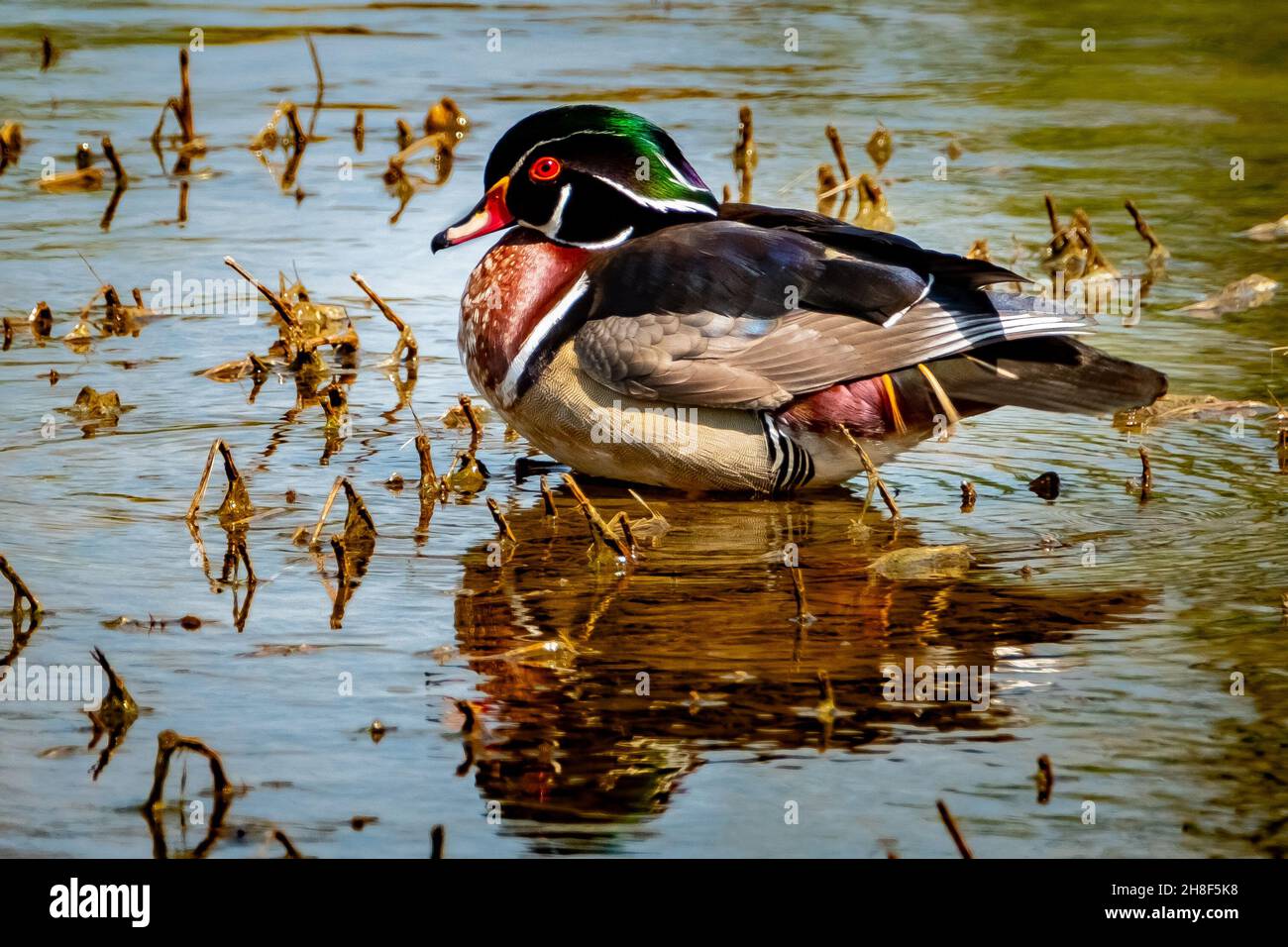Wood duck (Aix sponsa) male, posing for a portrait in a creek in the ...