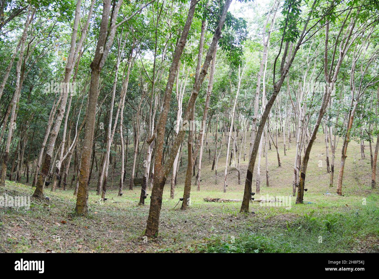 Rubber plantations with rubber tree agriculture asia for natural latex ...
