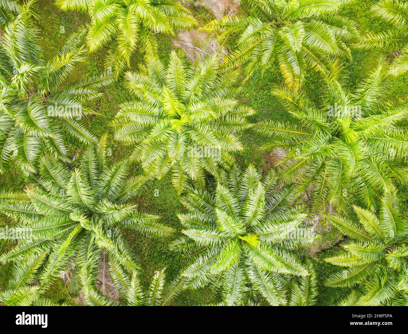 Top view palm leaves from above of crops in green, Bird's eye view ...