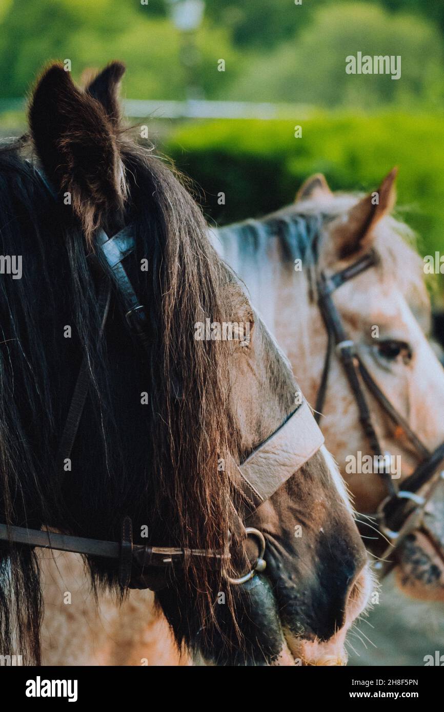 Two saddled hi-res stock photography and images - Alamy