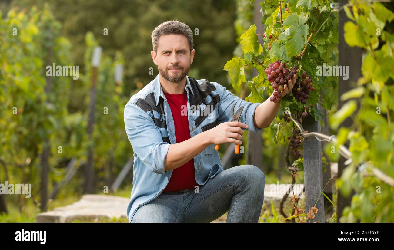 enologist with garden scissors. farmer cut grapevine. vinedresser cutting grapes bunch Stock ...