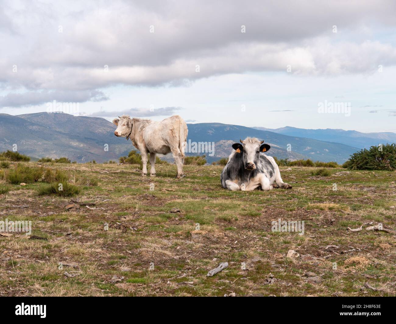 Beautiful shot of some cows relaxing in a field during the day Stock ...