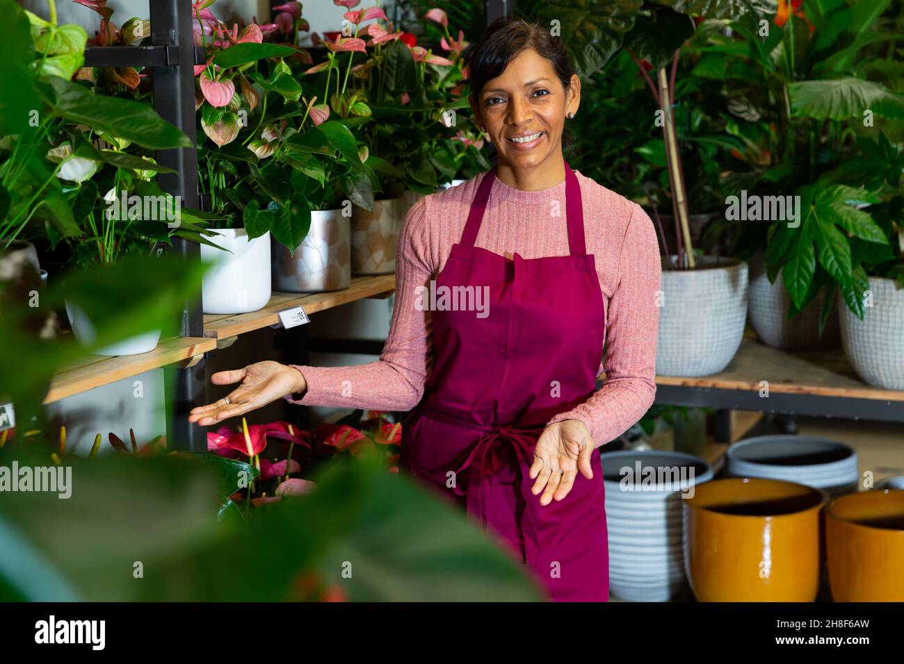 Flower shop employee offers Poinsettias pulcherrima flowering pot ...