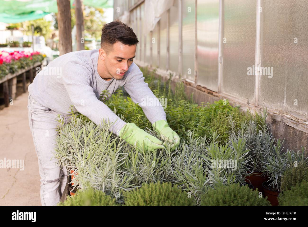 Guy lavender hi-res stock photography and images - Alamy