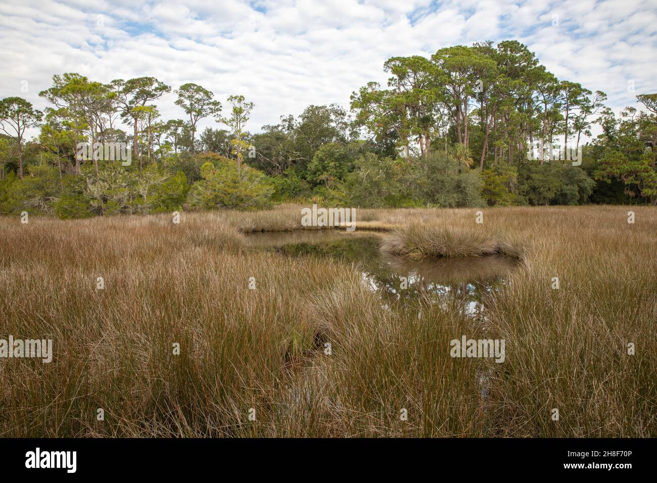 Salt marsh in Fort Mose Historic State Park in northeast Florida Stock ...