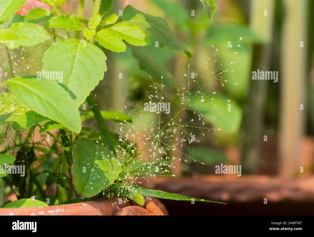 Cynodon dactylon, known as Bermuda grass, Dhoob, durva grass, ethana ...